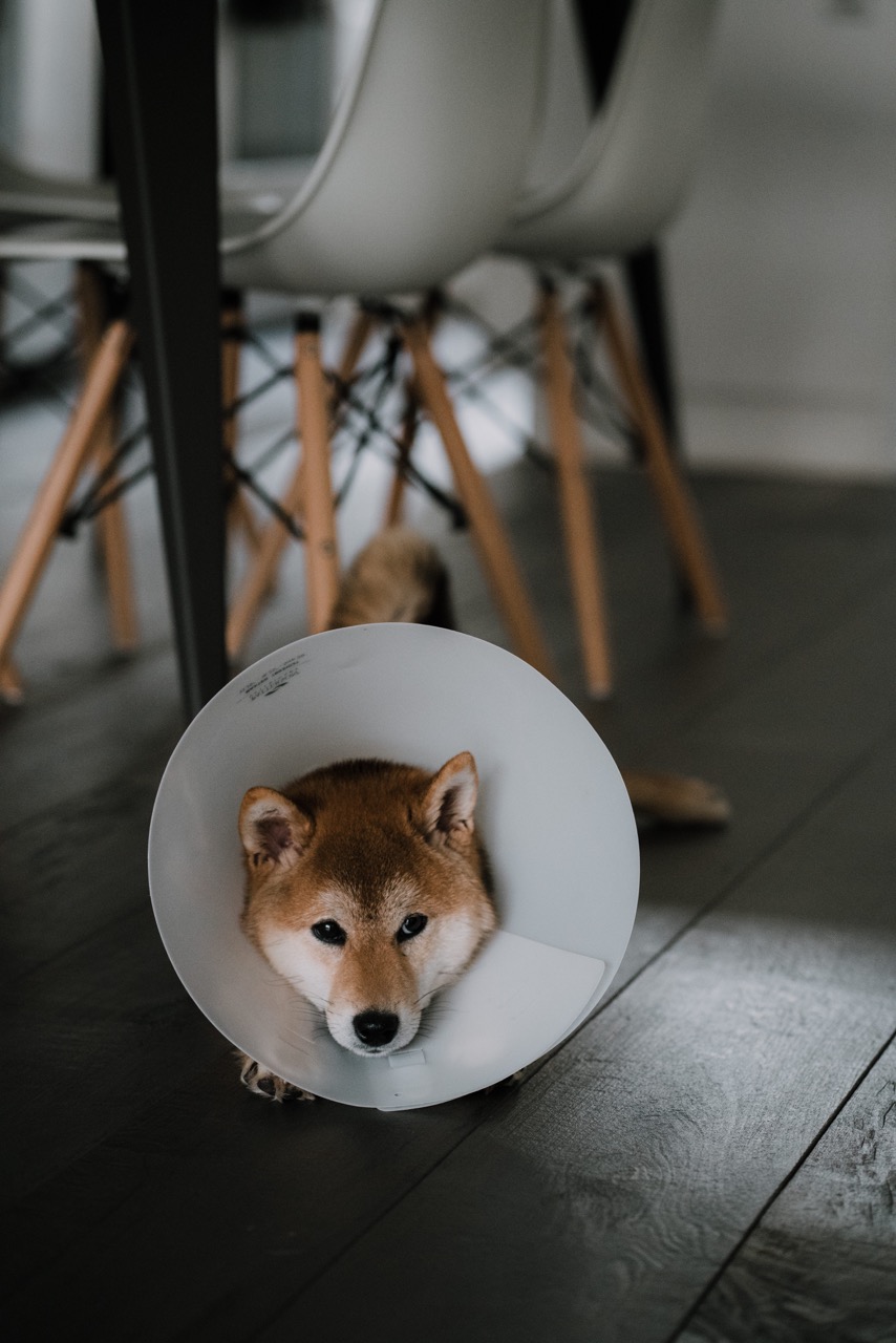 Understanding Dog Bite Injuries Causes and Prevention - The Sorenson ...