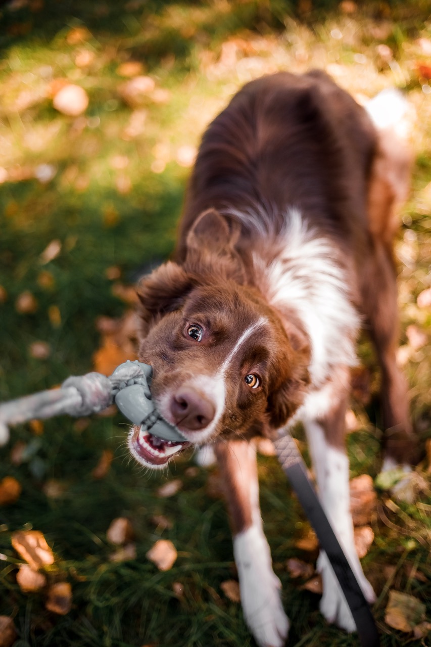 Dog Bite Risk Factors Explained - The Sorenson Law Firm